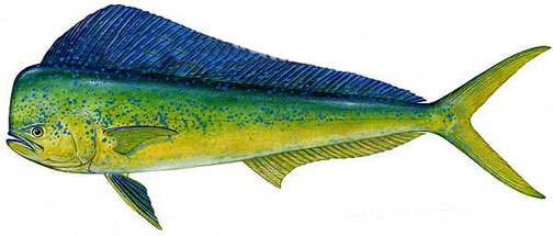 The Scuba Shop Fishing - St. Maarten / St. Martin and the surrounding ...